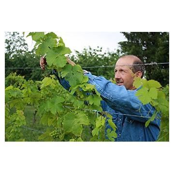 buy VAT FREE Muscat Dry White Organic Wine by Philippe HEITZ Alsace wine